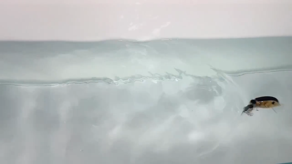 #A COPY of Throwback Bait Wake Walker - Wake Swimbait, Walk or Crank 3 ...