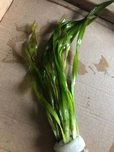 10 Vallisneria Tortifolia Corkscrew Twisted Vallis Live Aquarium Plant ...