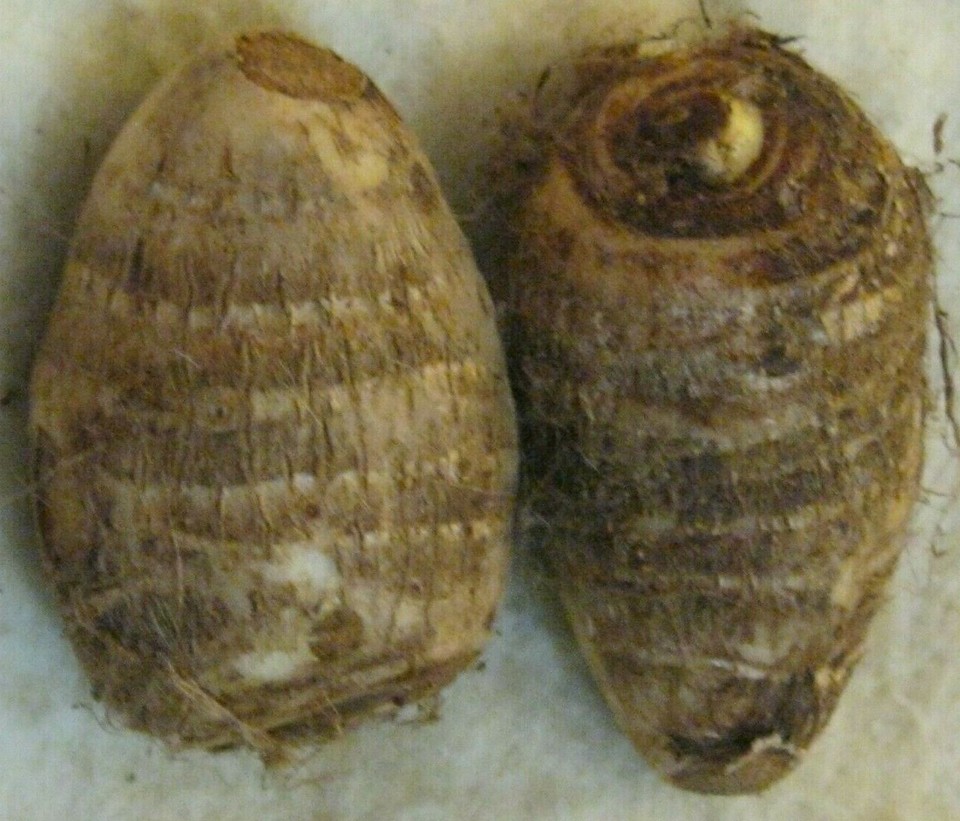 2 Taro Root Bulbs Edible Tropical Elephant Ear Colocasia Live Plant ...