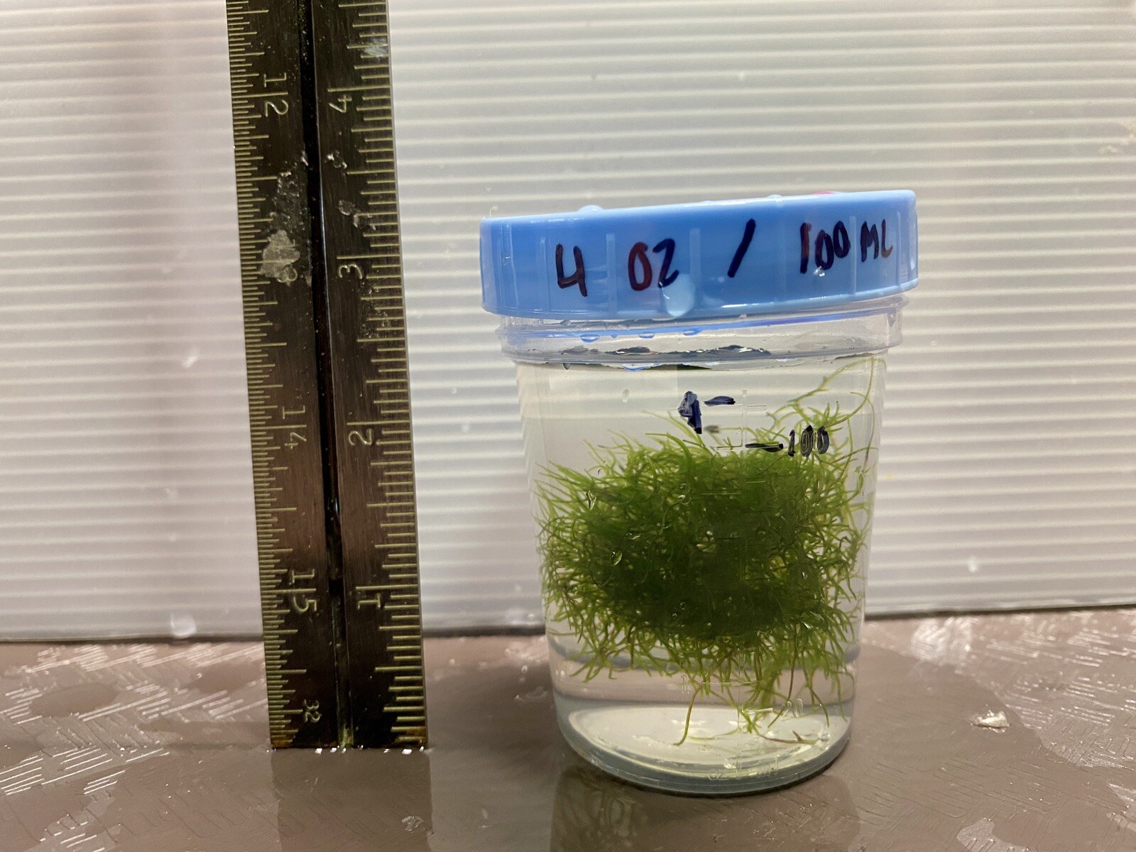 Cladophora Prolifera- Live Marine Macro Algae- 1” Frag- Reef and ...