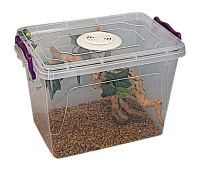 Praying Mantis,Stick Insect,Reptile Vivarium.Cage,Tank,Enclosure | eBay UK