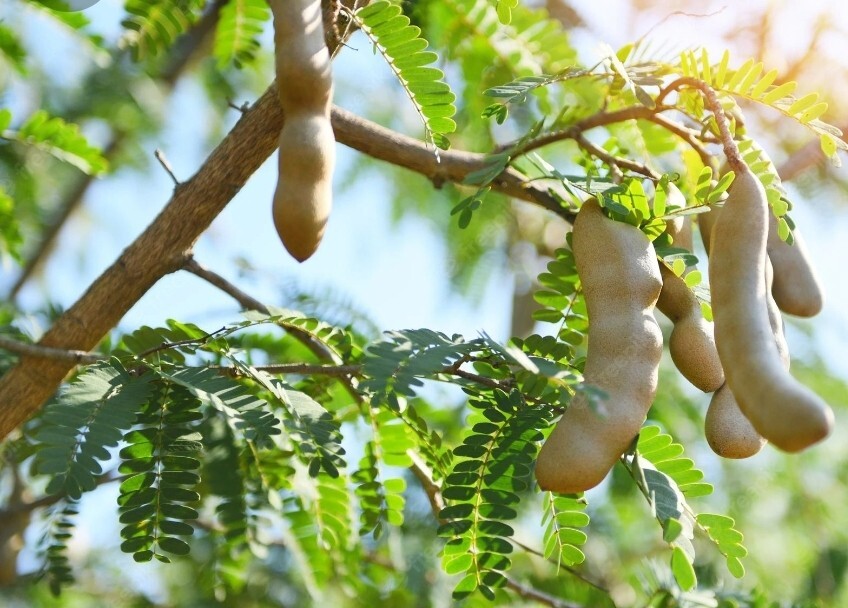 10++ Bonsai Tamarind Tree Seeds (Tamarindus indica) FreshOrganic Dwarf ...