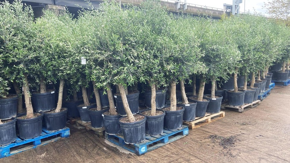 Hardy Olea Plant Large Trunk Olive Tree mature specimen in pot 1.8-1.9m ...