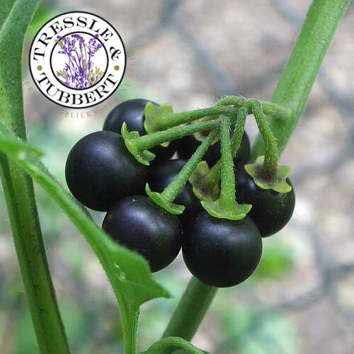Rare Wonderberry Solanum burbankii fruit berries 5 seeds UK SELLER ...