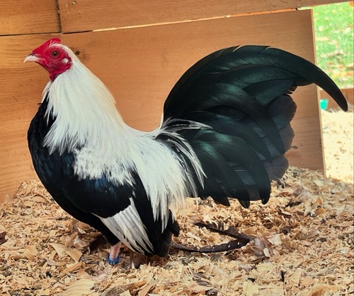 Silver Duckwing Old English Game Bantam Exhibition Quality 12+ Eggs | eBay