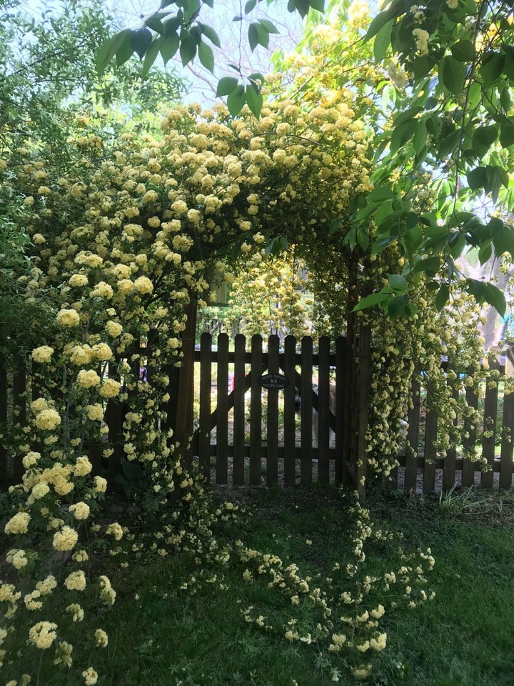 Lady Banks Yellow Climbing Rose - Live Plant - Full Gallon Pot | eBay