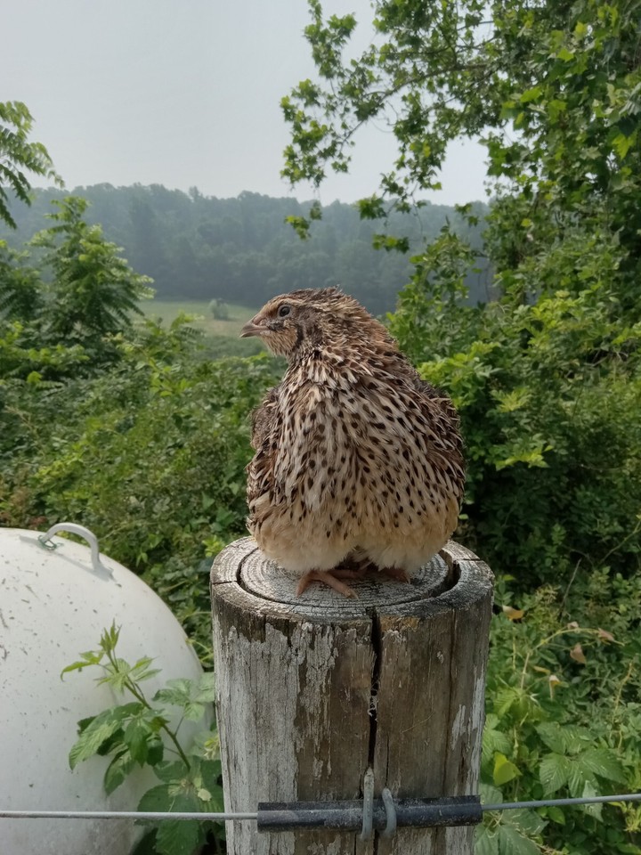 67+ brown pharaoh coturnix quail hatching eggs for sale | eBay