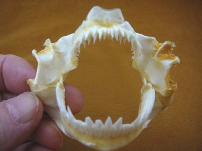 (SJ220-101) Rare 3" KITEFIN SHARK jaw jaws teeth Dalatias licha dogfish ...