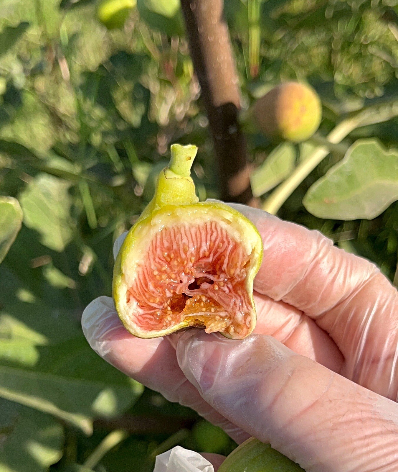 Fig Trees Cold Weather Combo 3 Varieties | eBay