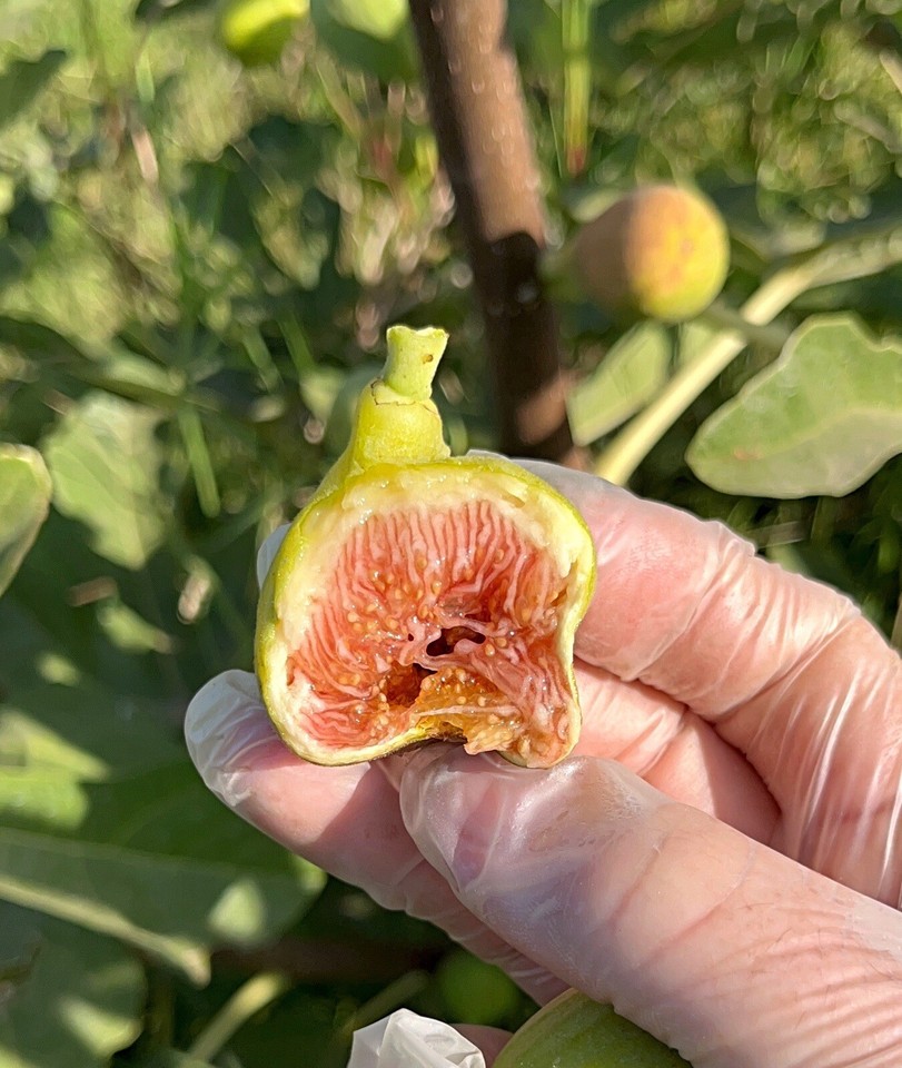 Fig Trees Cold Weather Combo 3 Varieties | eBay