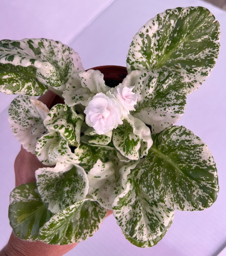 African Violet Plant- "Watermelon Snow" (standard) | eBay