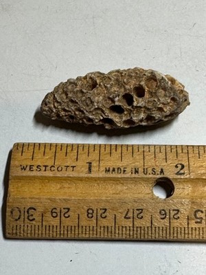 FOSSILIZED PINE CONE | eBay