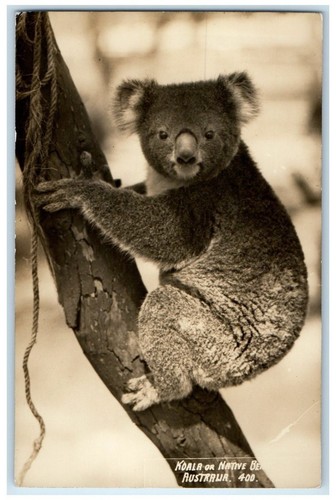 1935 Koala Or Native Bear Australia Animals RPPC Photo Vintage Postcard ...