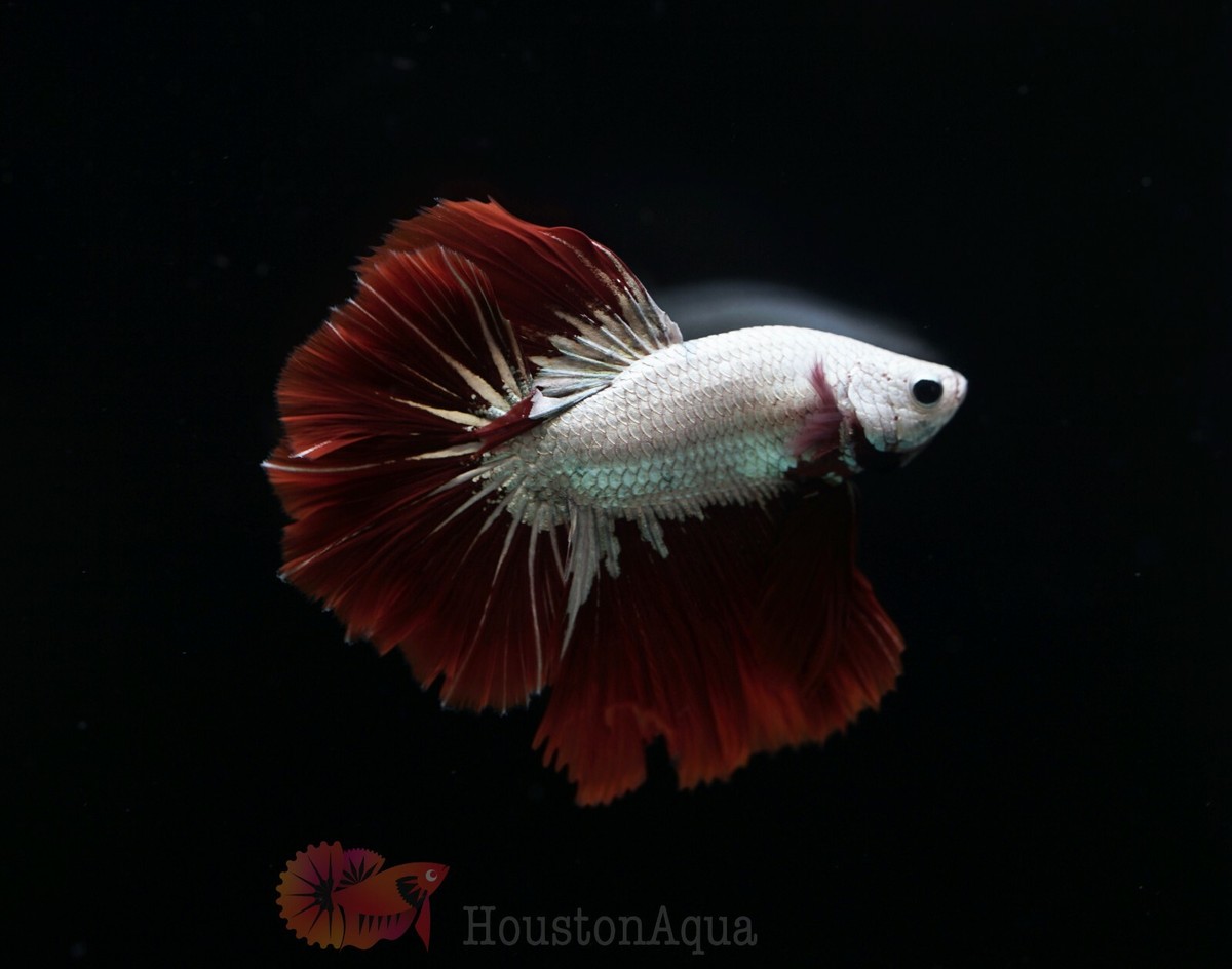 Betta White Dragon
