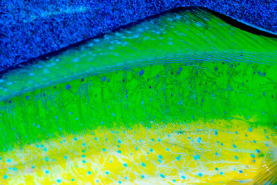 Mahi Fish Scale Heat Transfer HTV Printed Fishing Tshirt Craft Vinyl 18 ...