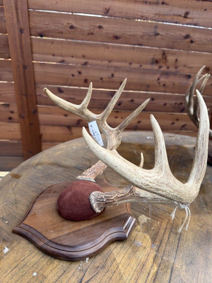 Deer Antler Wall Mount Shed Antler, No Deer Killed | eBay