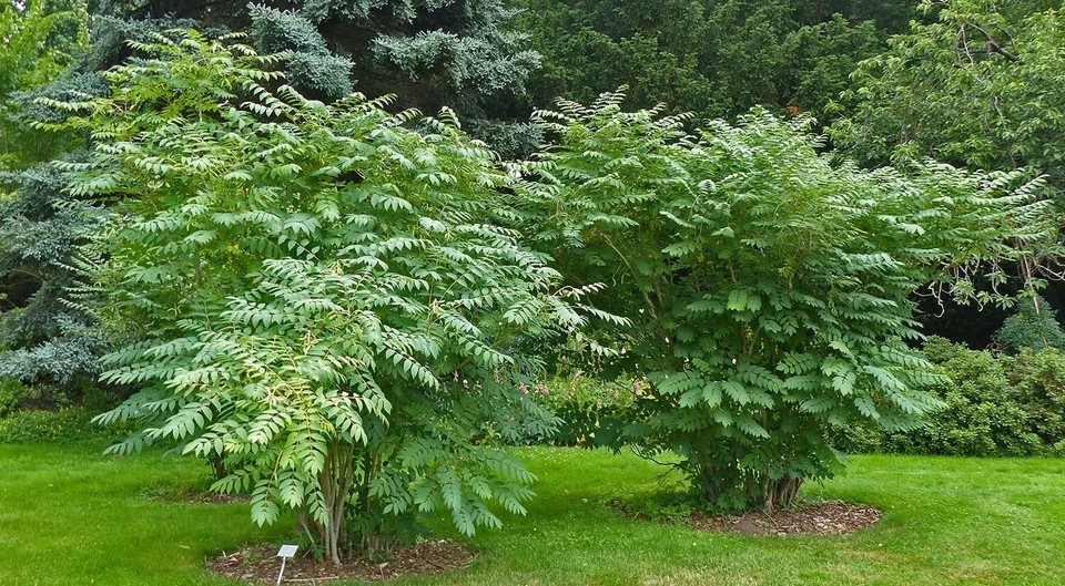 BLUE SAUSAGE FRUIT TREE SEEDS Edible & Ornamental Shrub Decaisnea ...