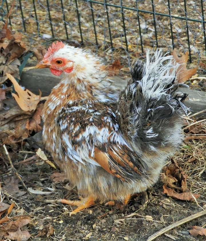 6 Rare Silkied Serama MICRO chicken Hatching EGGS- Longtime Breeder | eBay