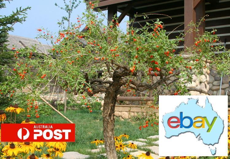 100 X GOJI BERRIES - WOLFBERRIES - BONSAI / TREE SEEDS | eBay