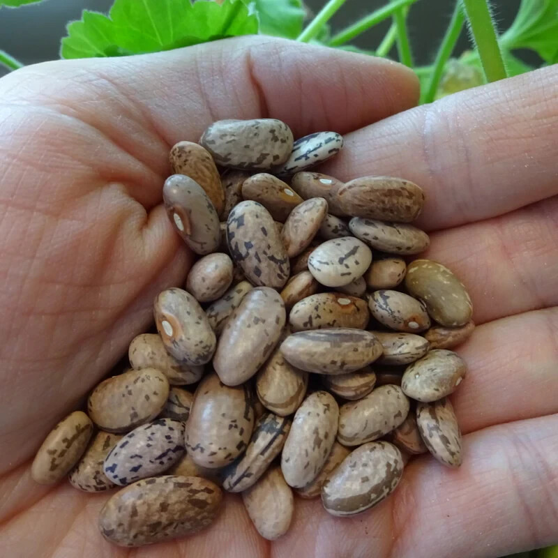 Rattlesnake Pole Bean Seeds (25) / ORGANIC / POLE / FLORIDA GROWN ...