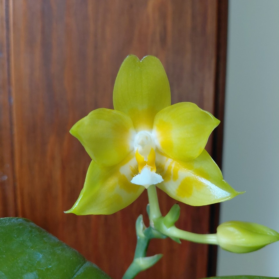 Phal Yaphon Christmas Honey lemon - fragrant -2 spikes | eBay