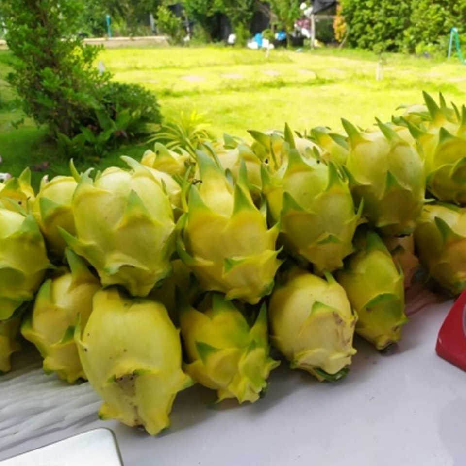 Dragon Fruit Yellow Pitaya Israeli Golden Isis Gold Live Cutting Type ...