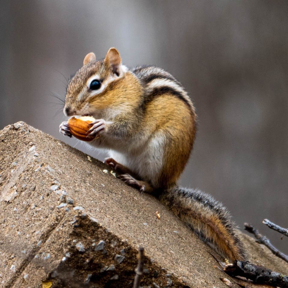 MIXED SQUIRREL AND CHIPMUNK FOOD 12.5kg WILD FEED FROM MALTBYS' STORES ...