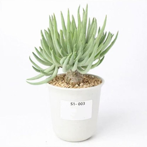 Succulent plants Tylecodon pearsonii | eBay