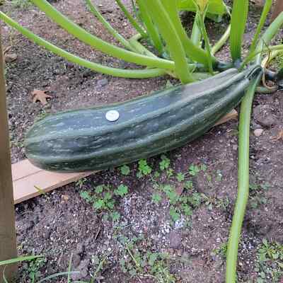 Costata Romanesco Italian Zucchini Seeds non GMO Heirloom with free ...