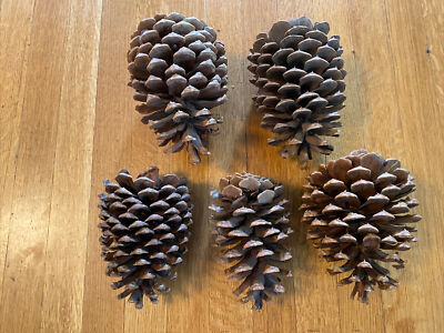 5 Large Sugar Pine Cones 6-7" for Crafting Decoration Big Oversized Pinecones | eBay
