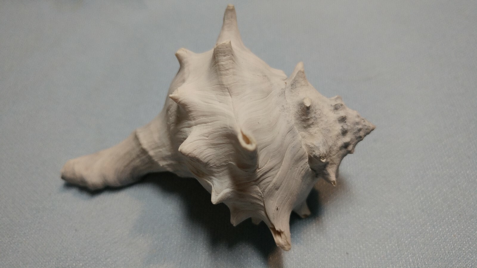 Rare FOSSIL WHELK SHELL from FLORIDA - Busycon palmbeachensis | eBay