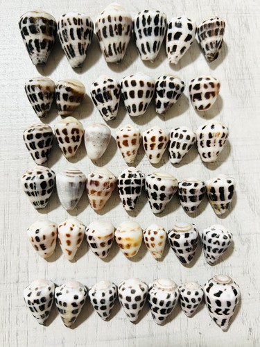 Cone shell from japan Surf-Tumble Shells of Okinawa ⚠️Not good quality⚠ ...