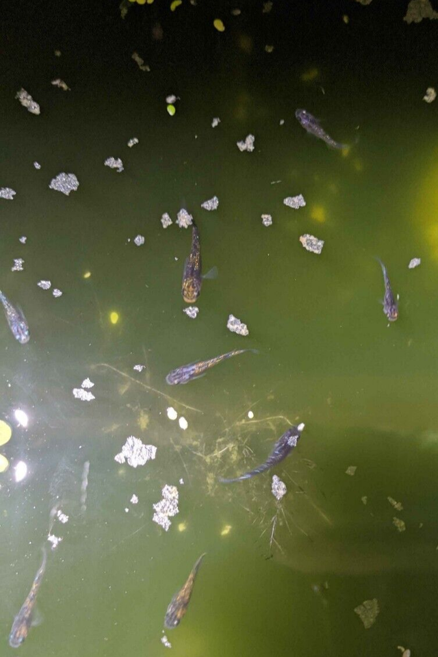 Ulysses Medaka rice fish, young adult to adult. Group of 6 | eBay