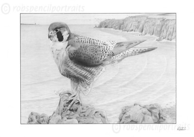 PEREGRINE FALCON Birds of Prey Art Print Rare Gift Present For Falconry ...