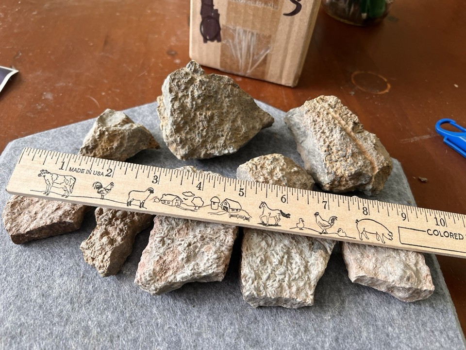 Fusulinids Fossils Lot Hatch NM Mineral Specimens 3lbs. | eBay