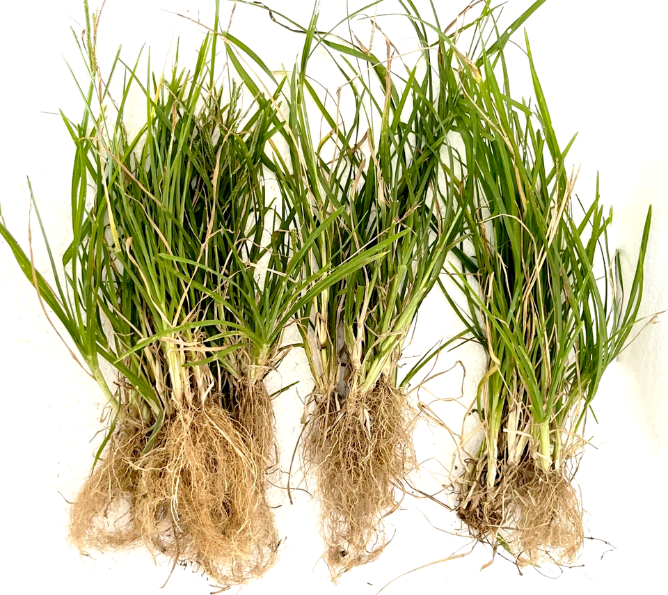 Dried Paragis Plant Powder Eleusine indica GooseGrass Poaceae Ayurvedic ...