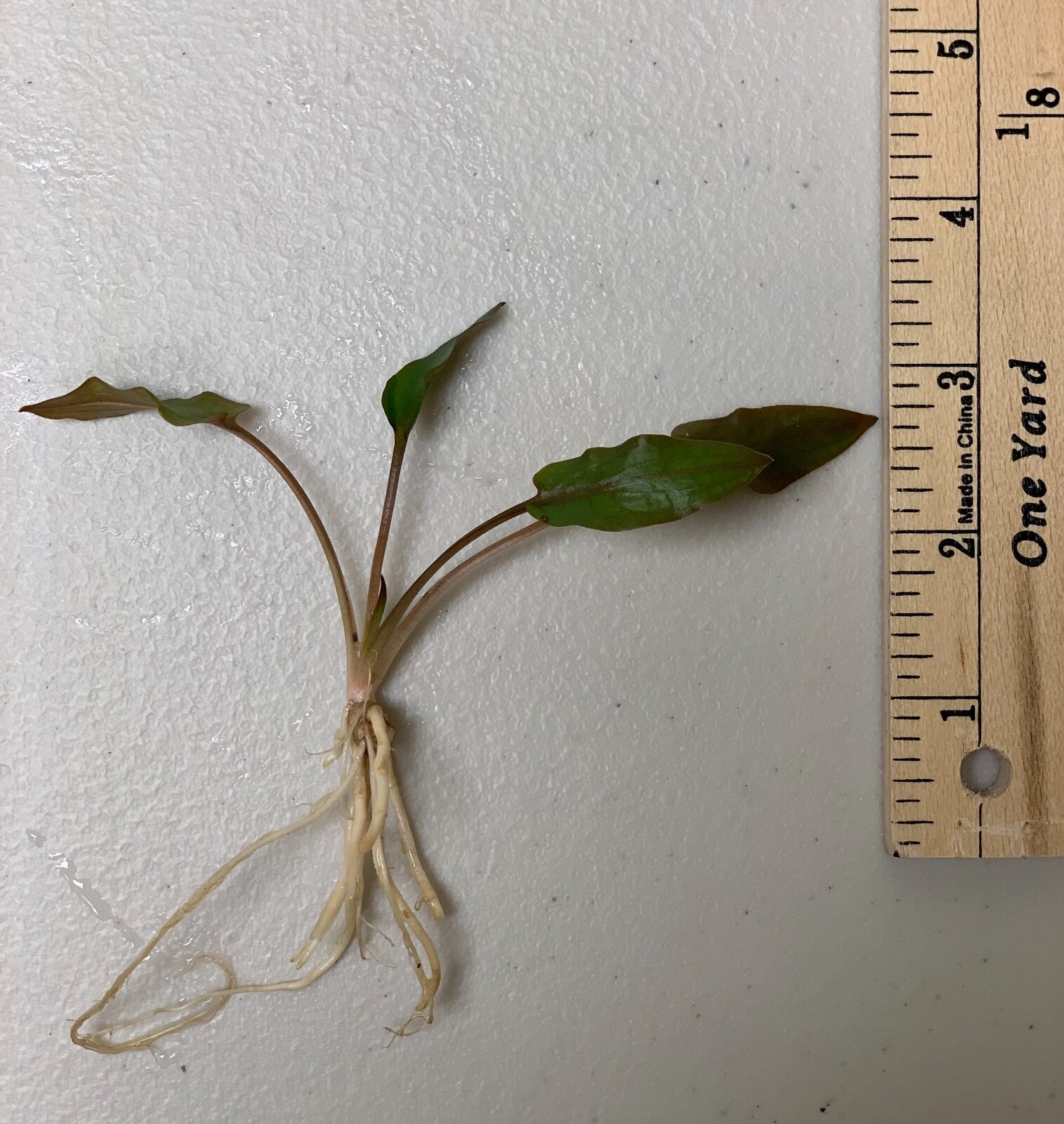 3X Cryptocoryne Wendtii Red Crypt Wendtii Live Aquarium Plants BUY 2 ...