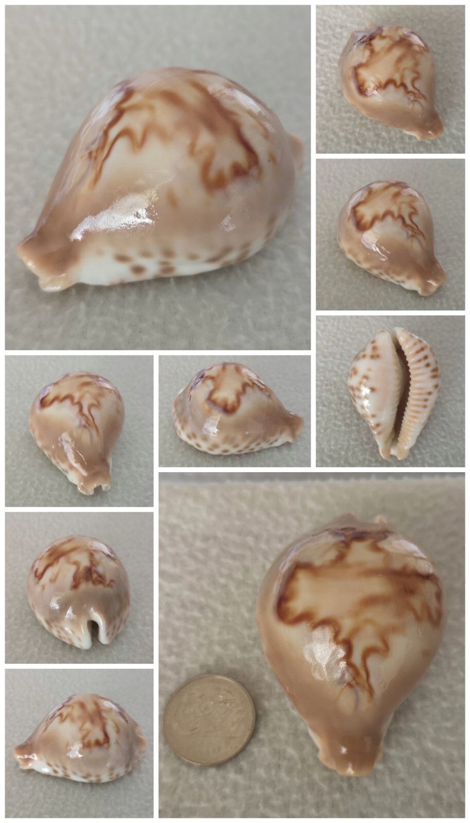 Cypraea fultoni f. massieri #4 69.3mm ULTRA! BIG RARE BEAUTY from ...