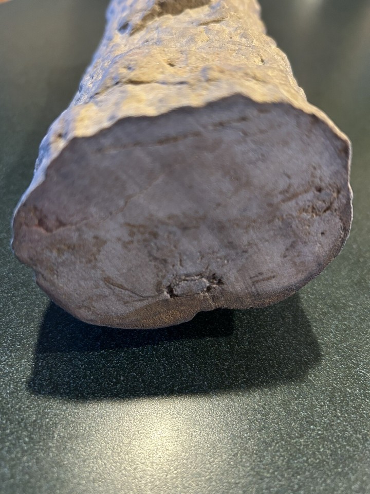 Large Stigmaria Fossil Tree Root Aprox 9” Long, Found In Green County ...