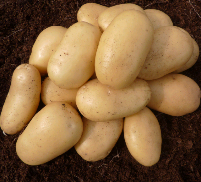 Certified Seed Potatoes -Scottish Basic Seed Potatoes X12 Tubers for ...
