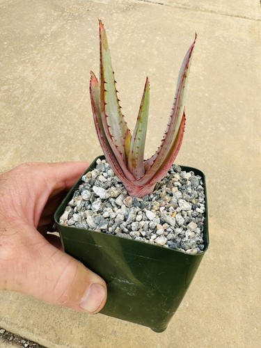 Aloe lineata var. muirii - 4” Pot, Rare Aloes , Plants, Succulents ...