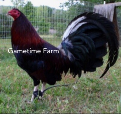 6 + Pure Claret Fowl Hatching Eggs | eBay