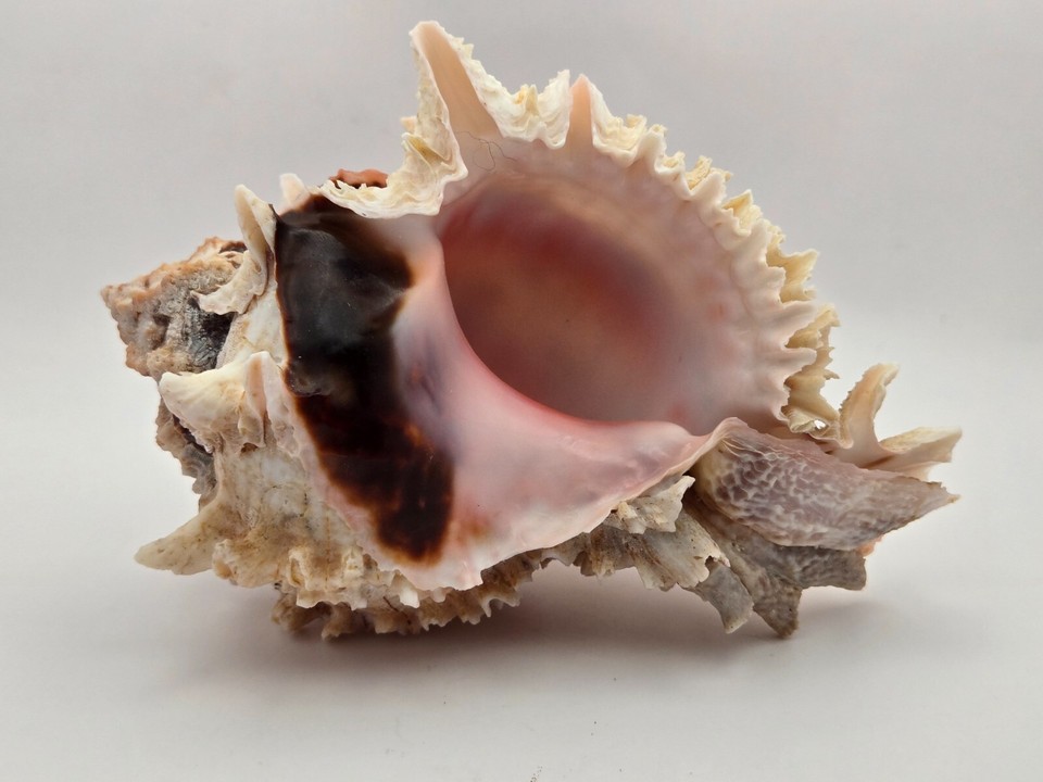Muricidae Hexaplex Regius - 119mm- Excellent Ribbons - Large - Mature ...