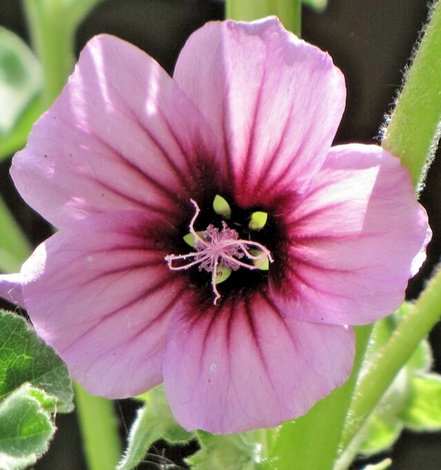variegated tree mallow, 50 seeds, Lavatera arborea var. white splashed ...
