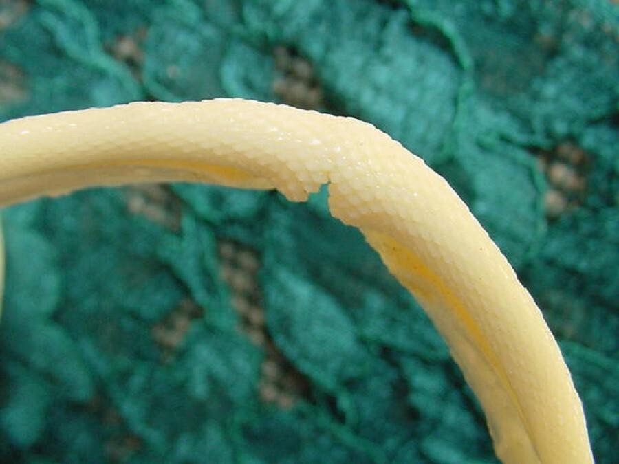 SJ410-15) 2" Smooth hound Grey SHARK jaw teeth Mustelus californicus ...