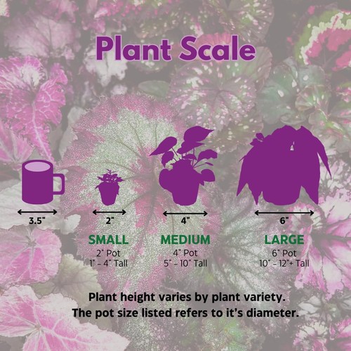 Harmony Foliage Mini African Violet Rob's Humpty Doo 2 inch White ...