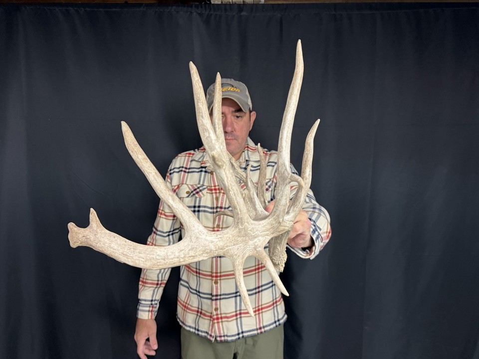 126” Whitetail Deer Shed Antler Taxidermy Mount Cabin Decor Craft Buck ...