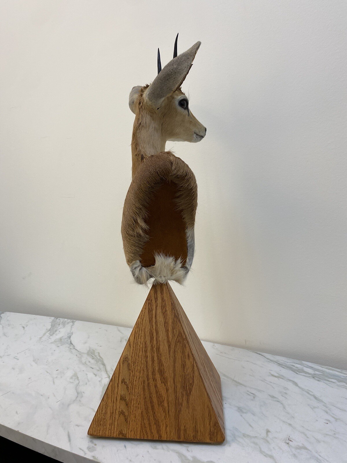 African Steenbok antelope Shoulder Mount Taxidermy Duiker Glass Eye ...