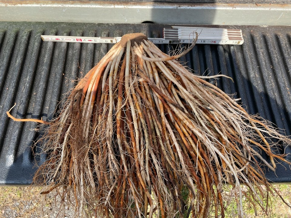 Eastern Skunk Cabbage Root, Wild Harvested, cleaned and exterior dried ...