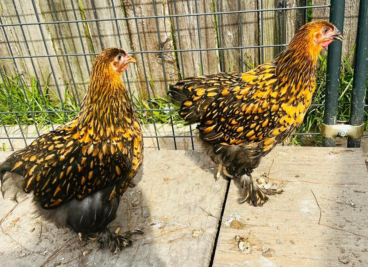 Golden Laced Cochin